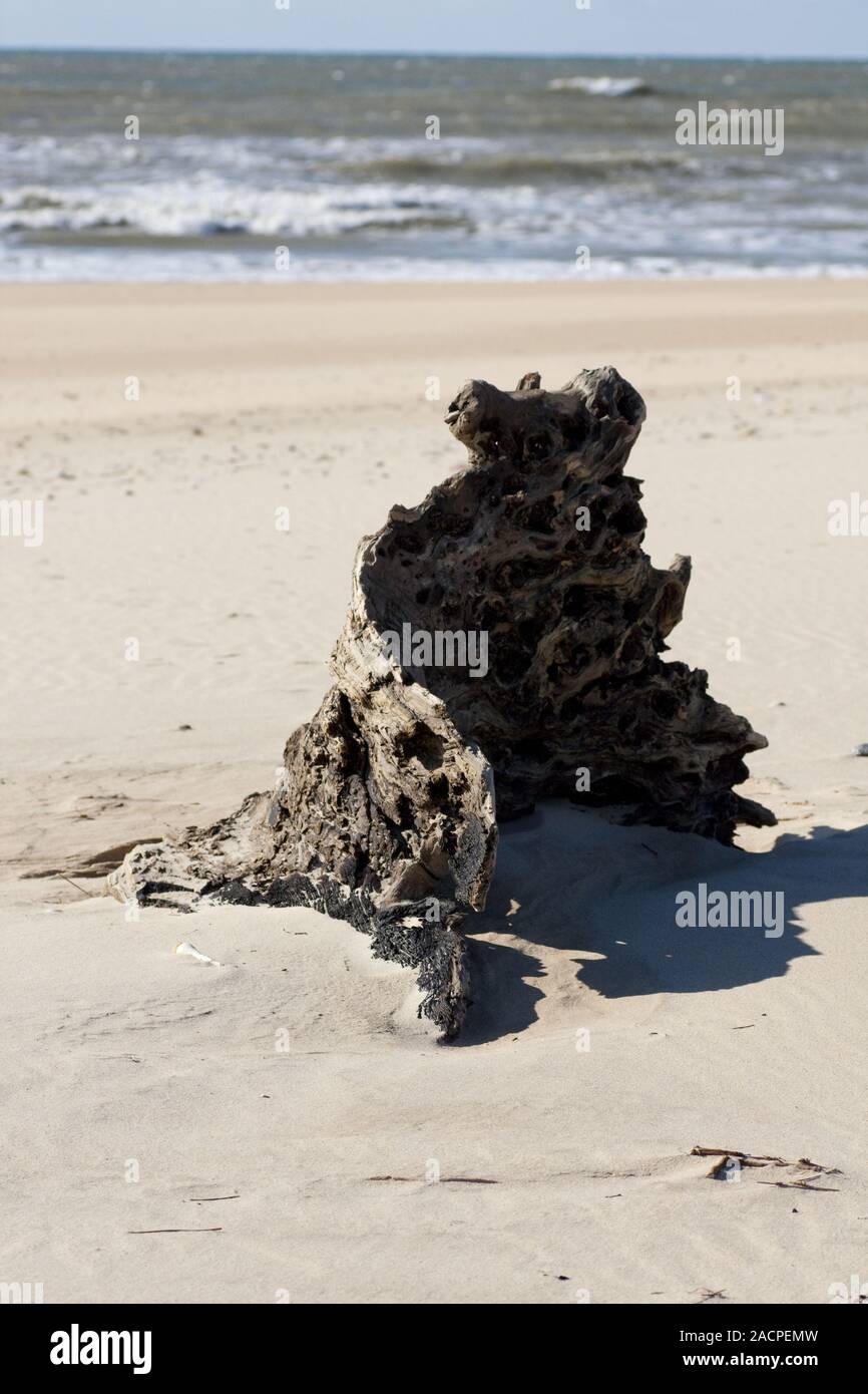stump on the beach Stock Photo - Alamy