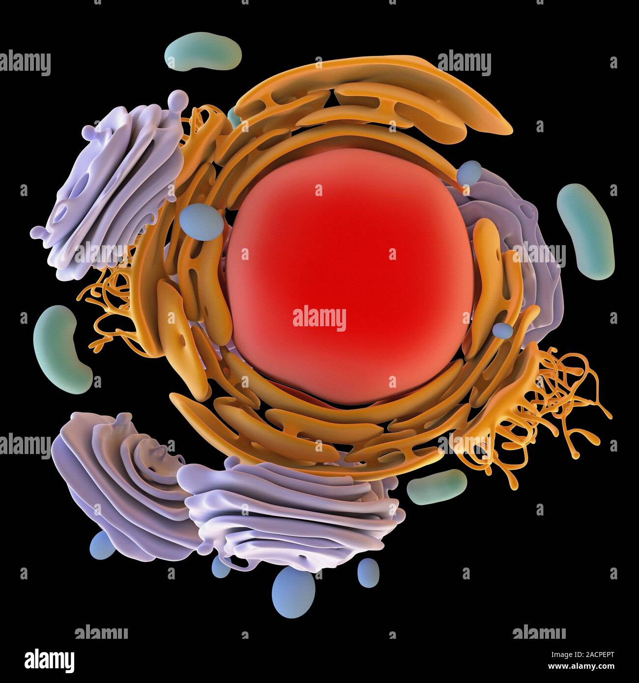 Computer artwork showing the organelles in a eukaryotic cell. This is an animal cell. Structures ...