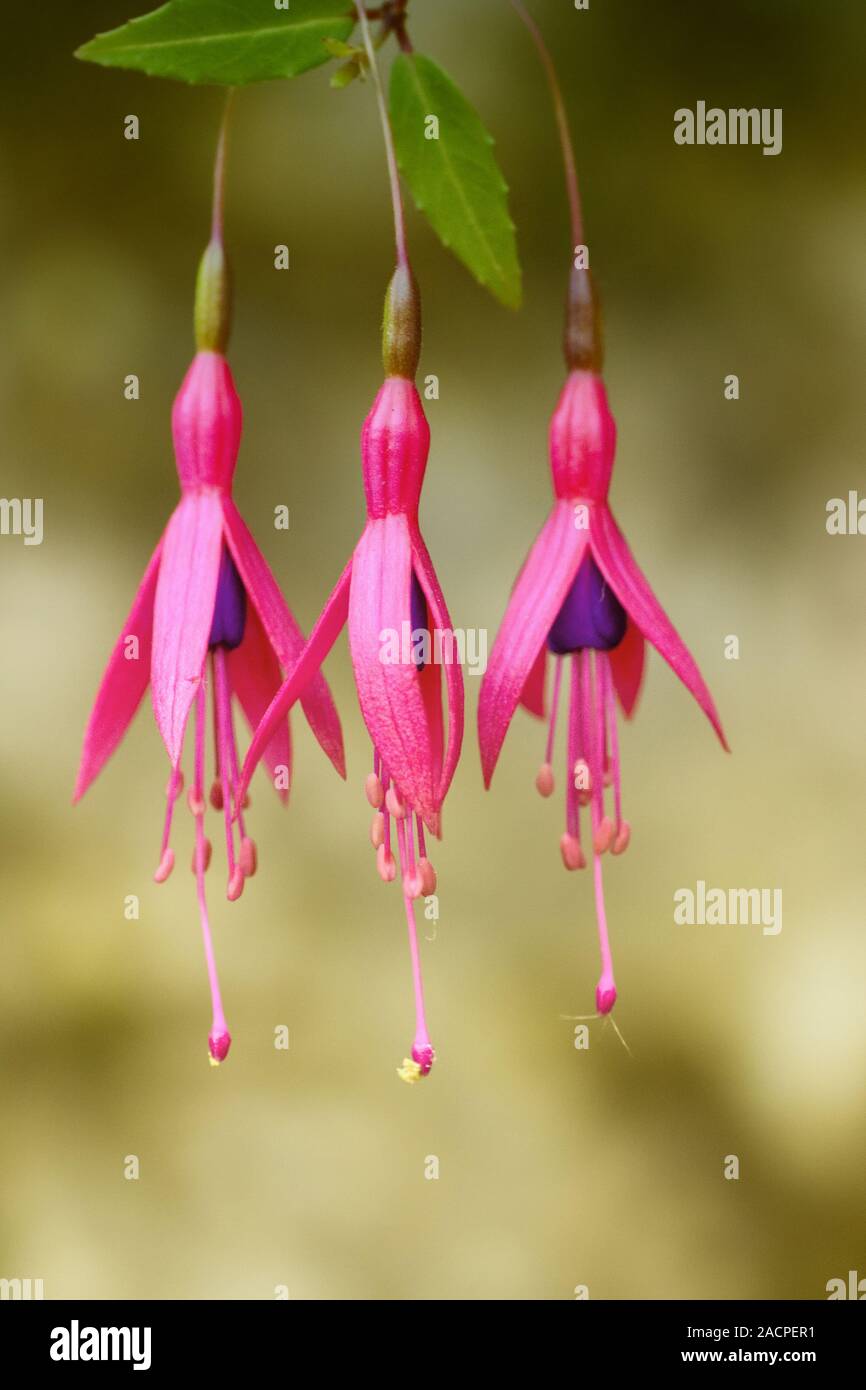 Three pink flowers Stock Photo - Alamy