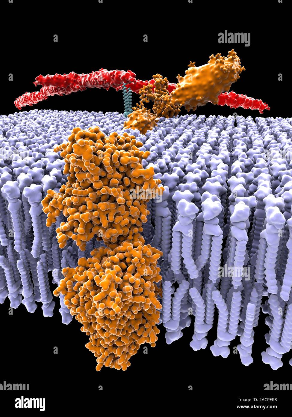 Computer artwork of a cutaway side view of the human cell membrane. The ...