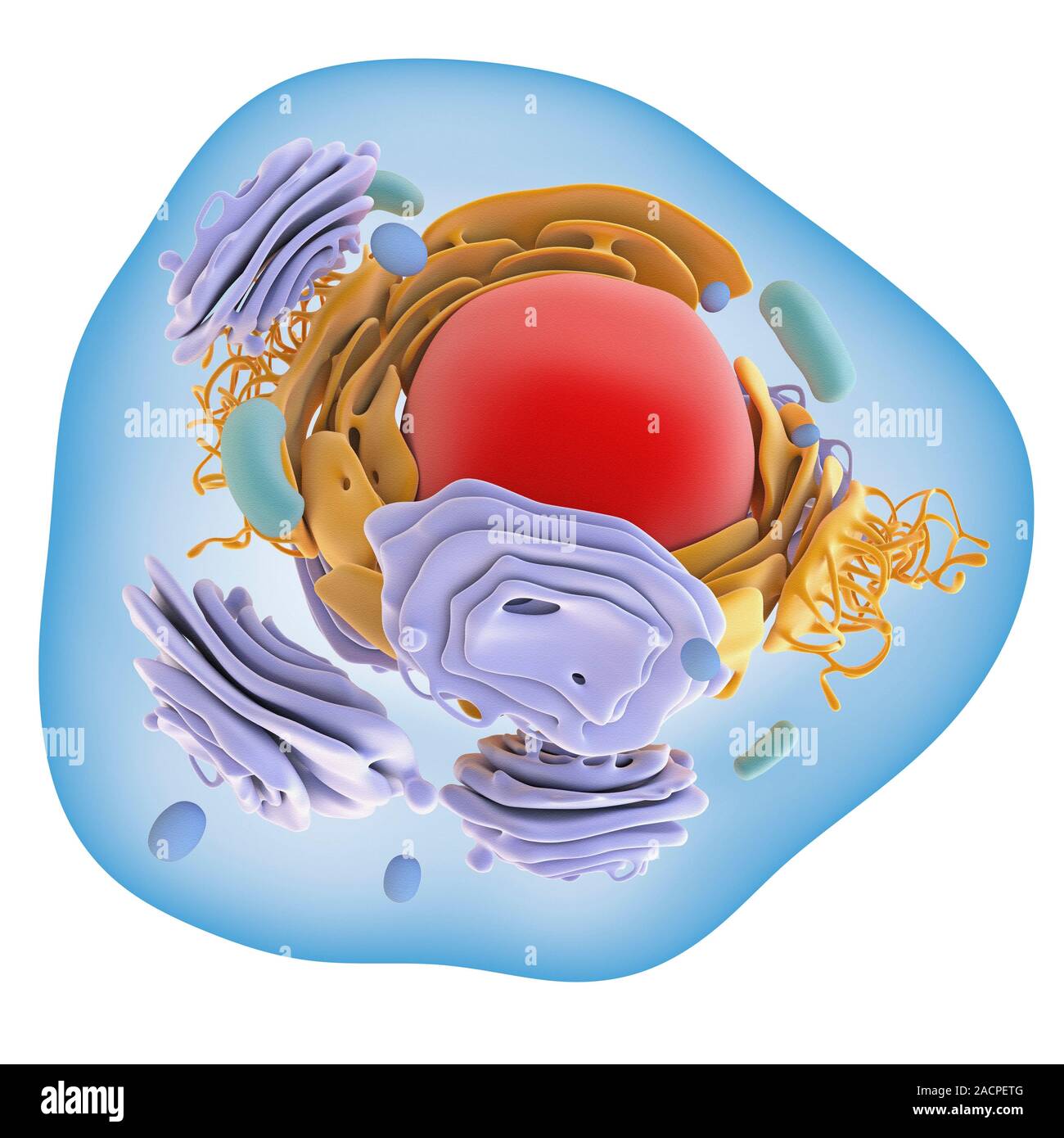 Computer artwork showing the organelles in a eukaryotic cell. This is an animal cell. Structures ...