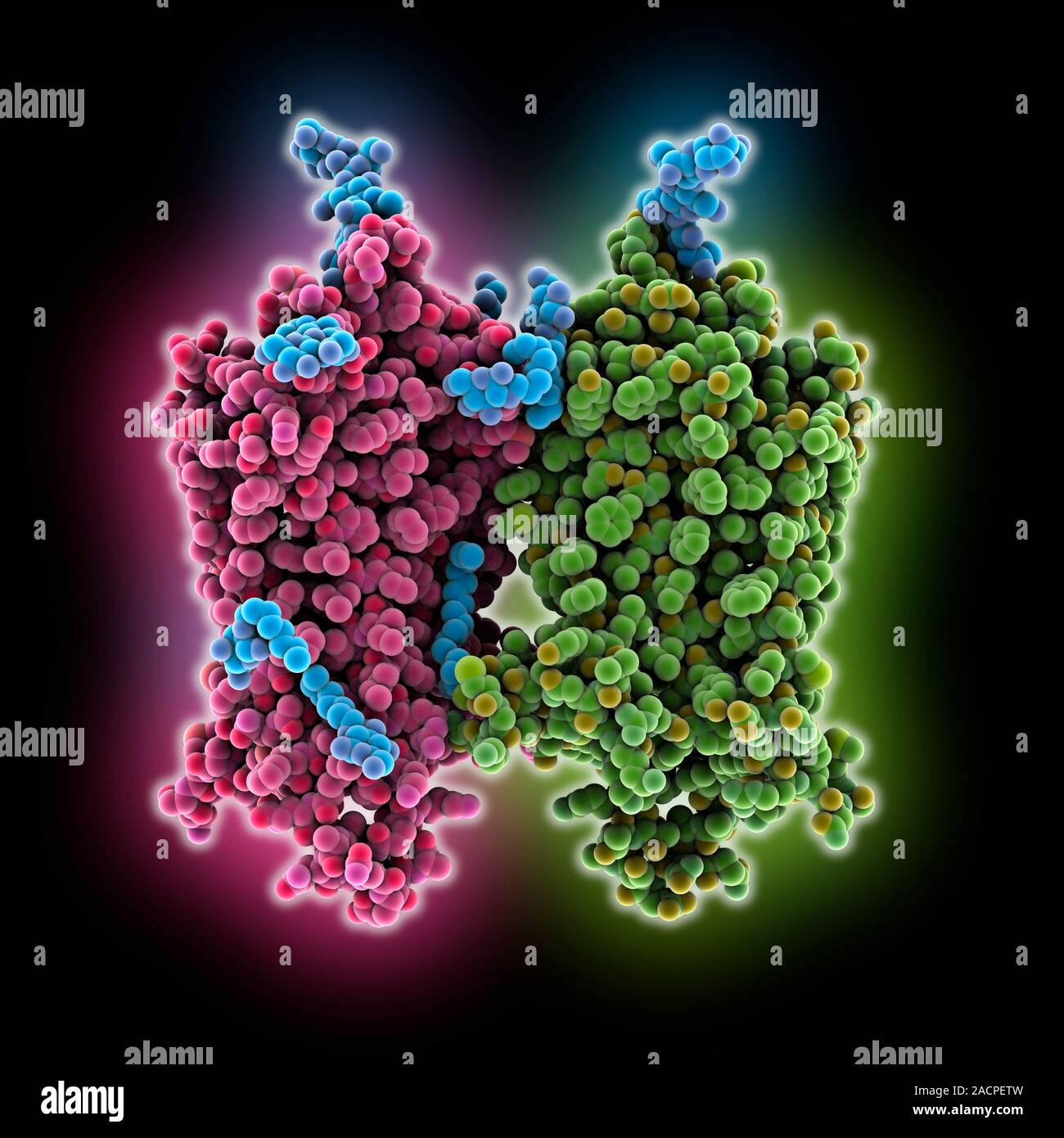 Opsin. Molecular model of a ligand-free opsin molecule. Opsins are ...