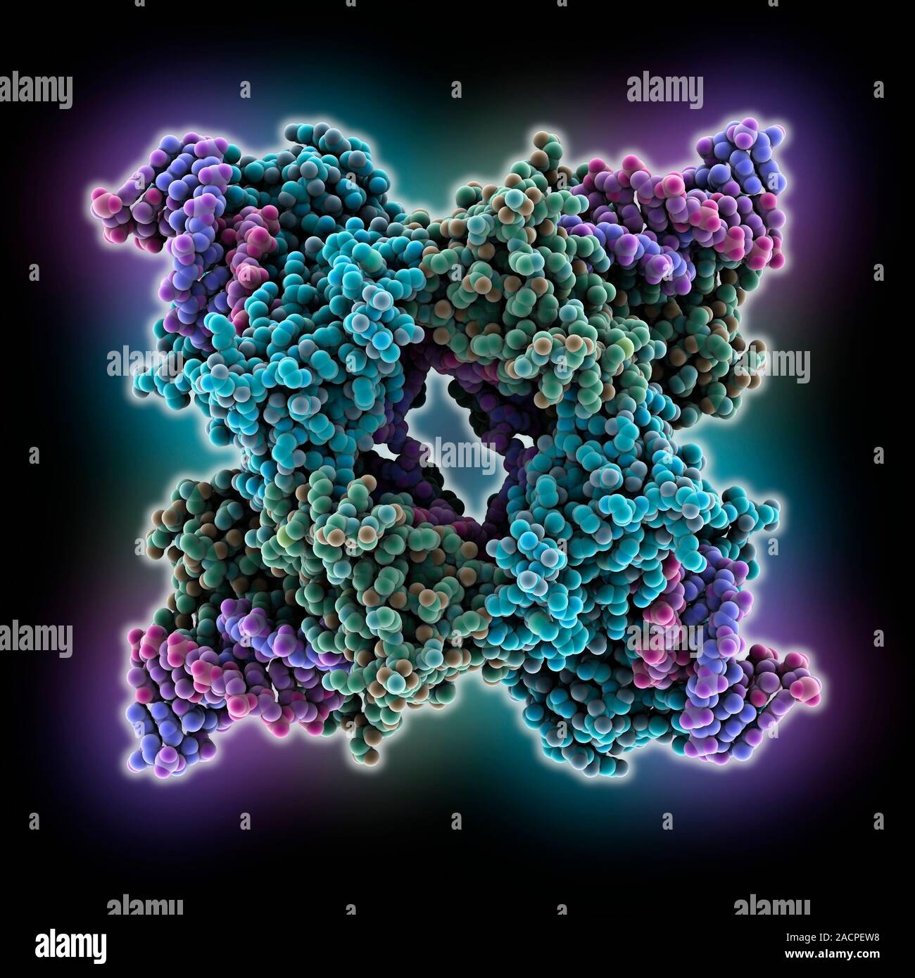 Enzyme catalysing DNA recombination. Molecular model of the enzyme CRE ...