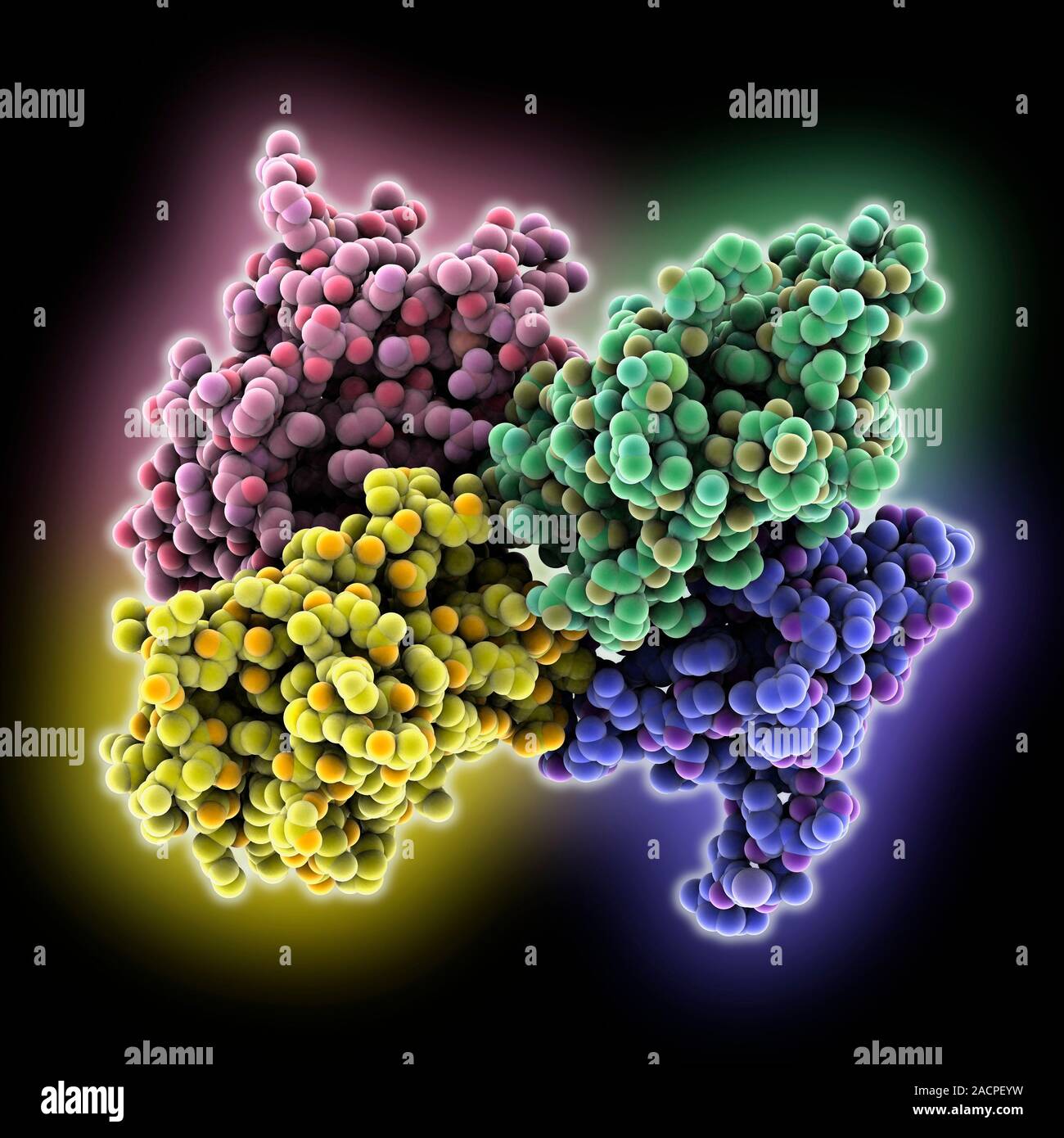 Human interleukin-28B (IL-28B), molecular model. Interleukins a group ...