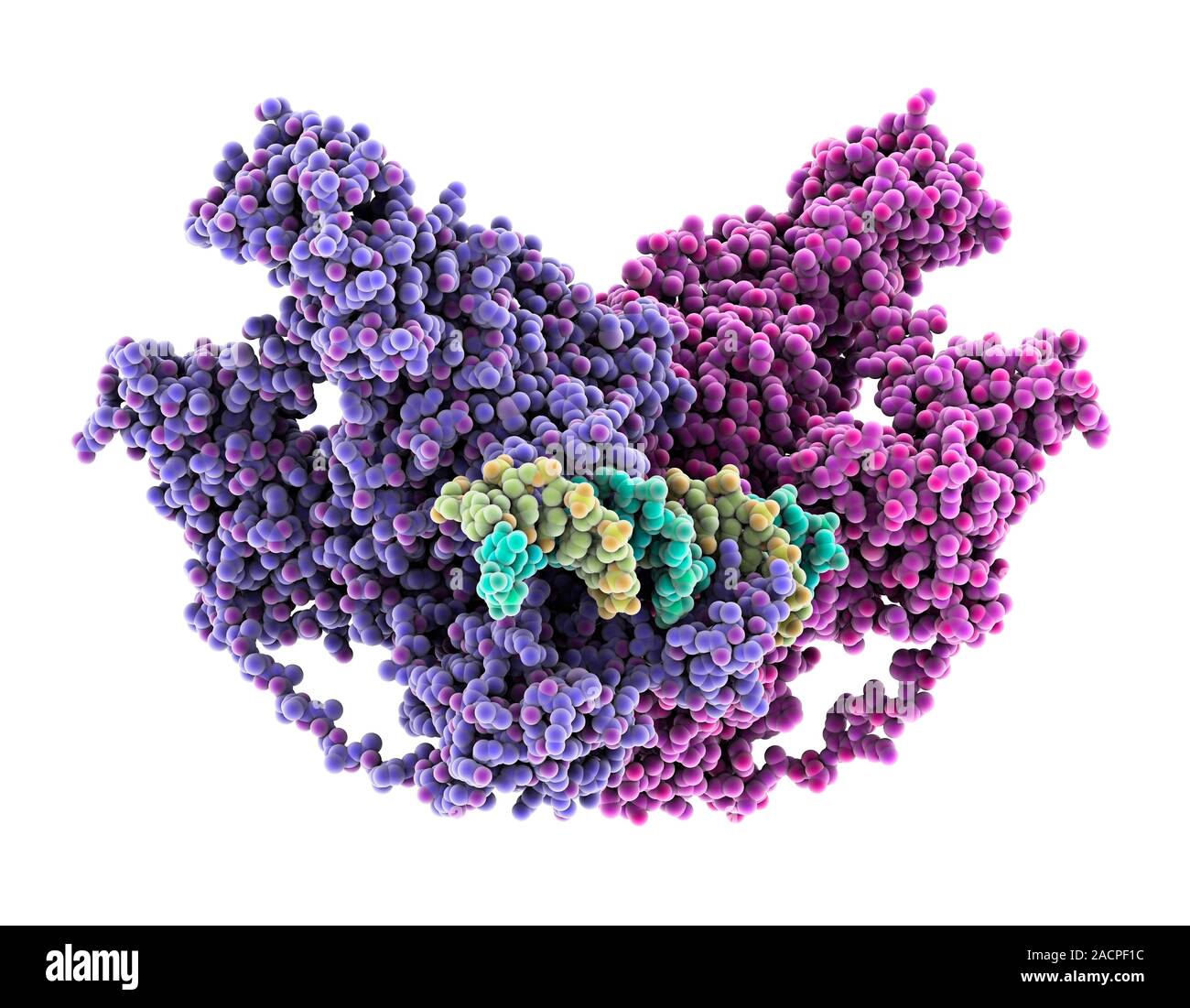 Methyltransferase complexed with DNA, molecular model. The strand of DNA (deoxyribonucleic acid ...
