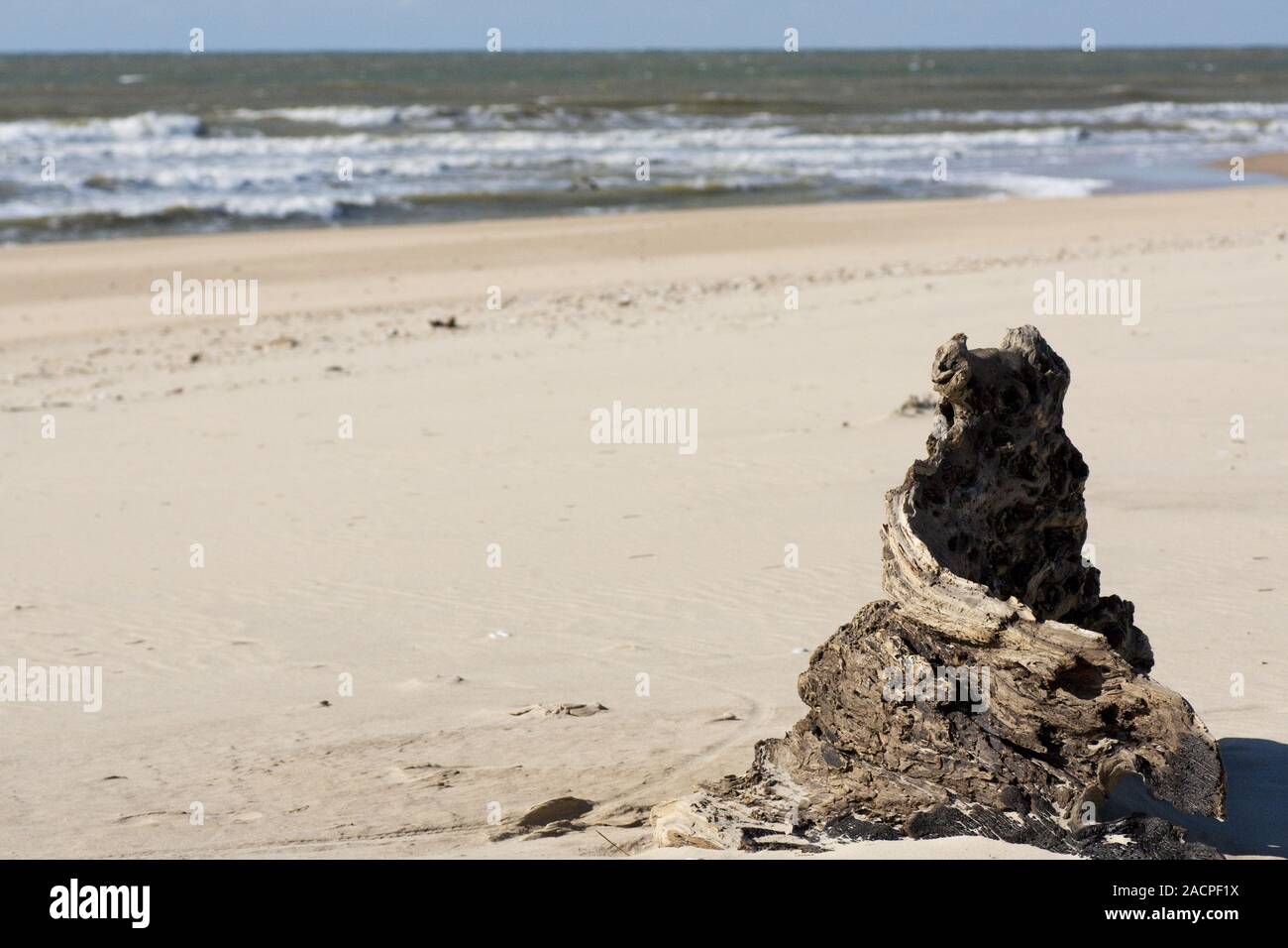 Tree stump on sandy beach hi-res stock photography and images - Alamy