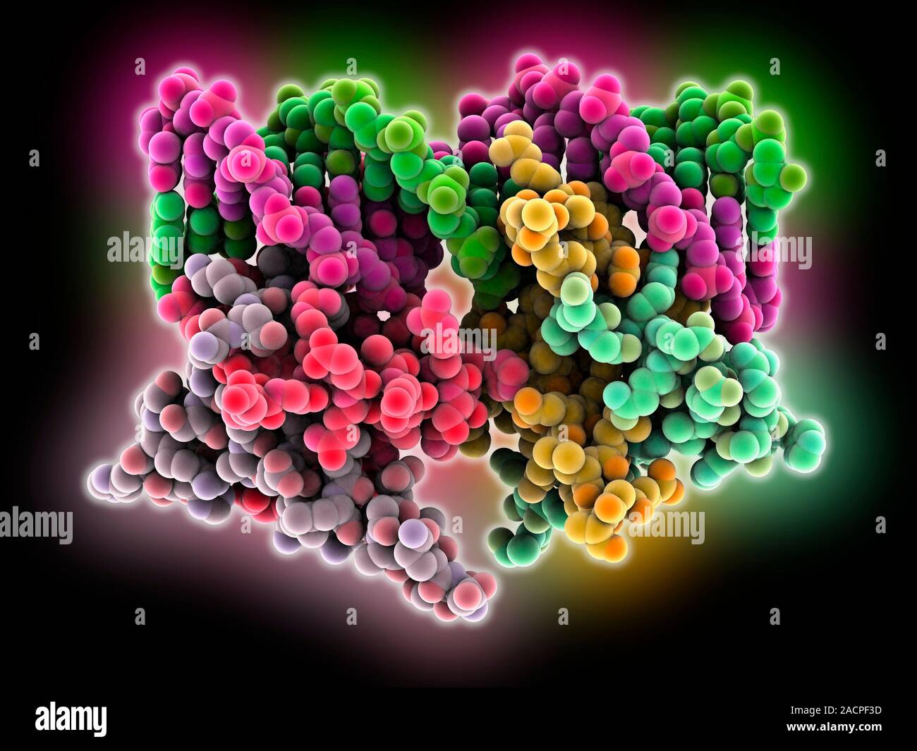 Bacterial transcription factor. Molecular model of the transcription ...