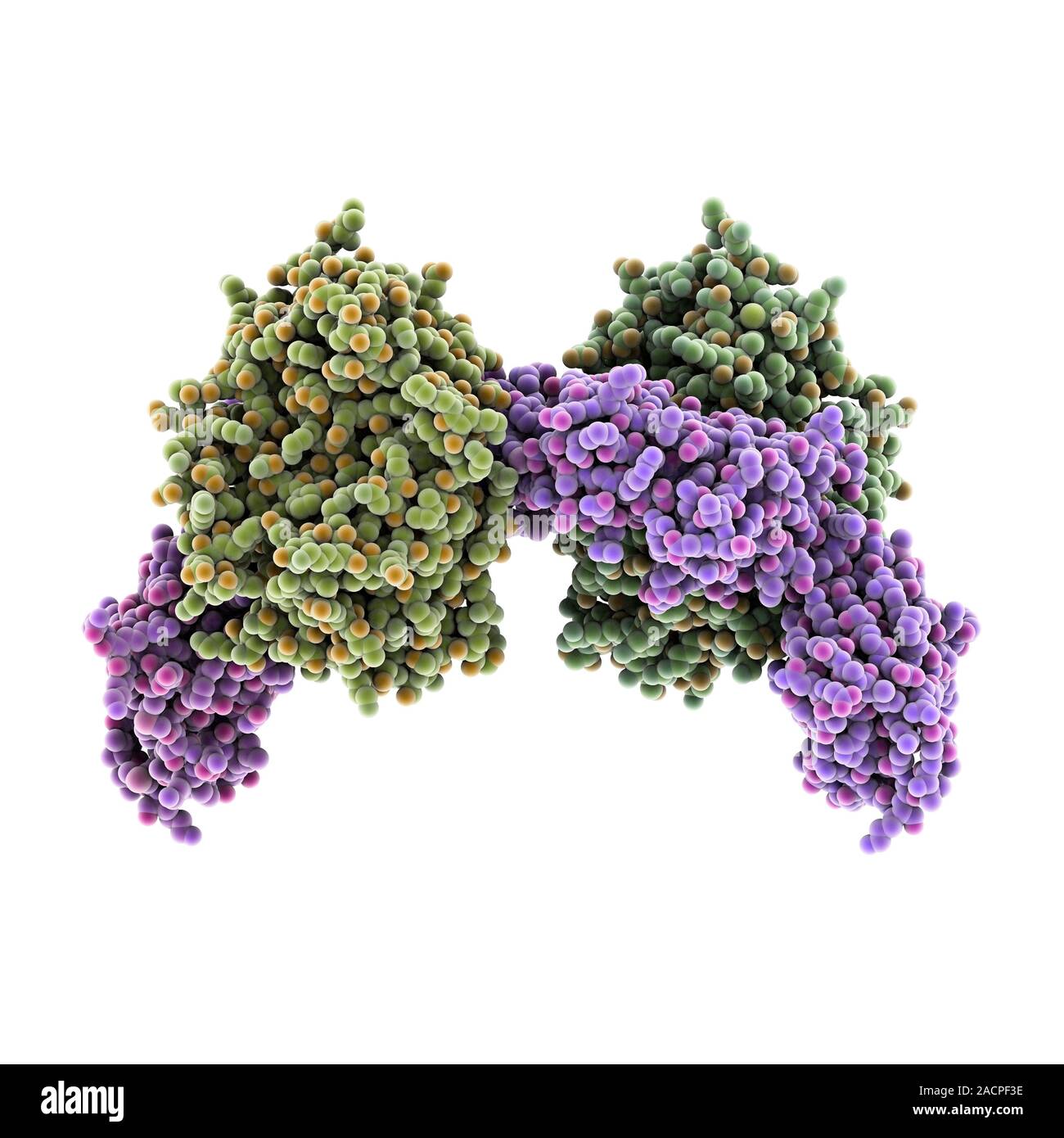 cAMP-dependent protein kinase, molecular model. This enzyme is also ...