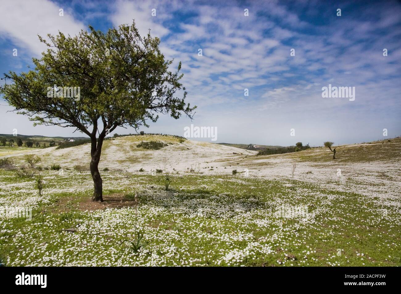 daisy flower field Stock Photo - Alamy