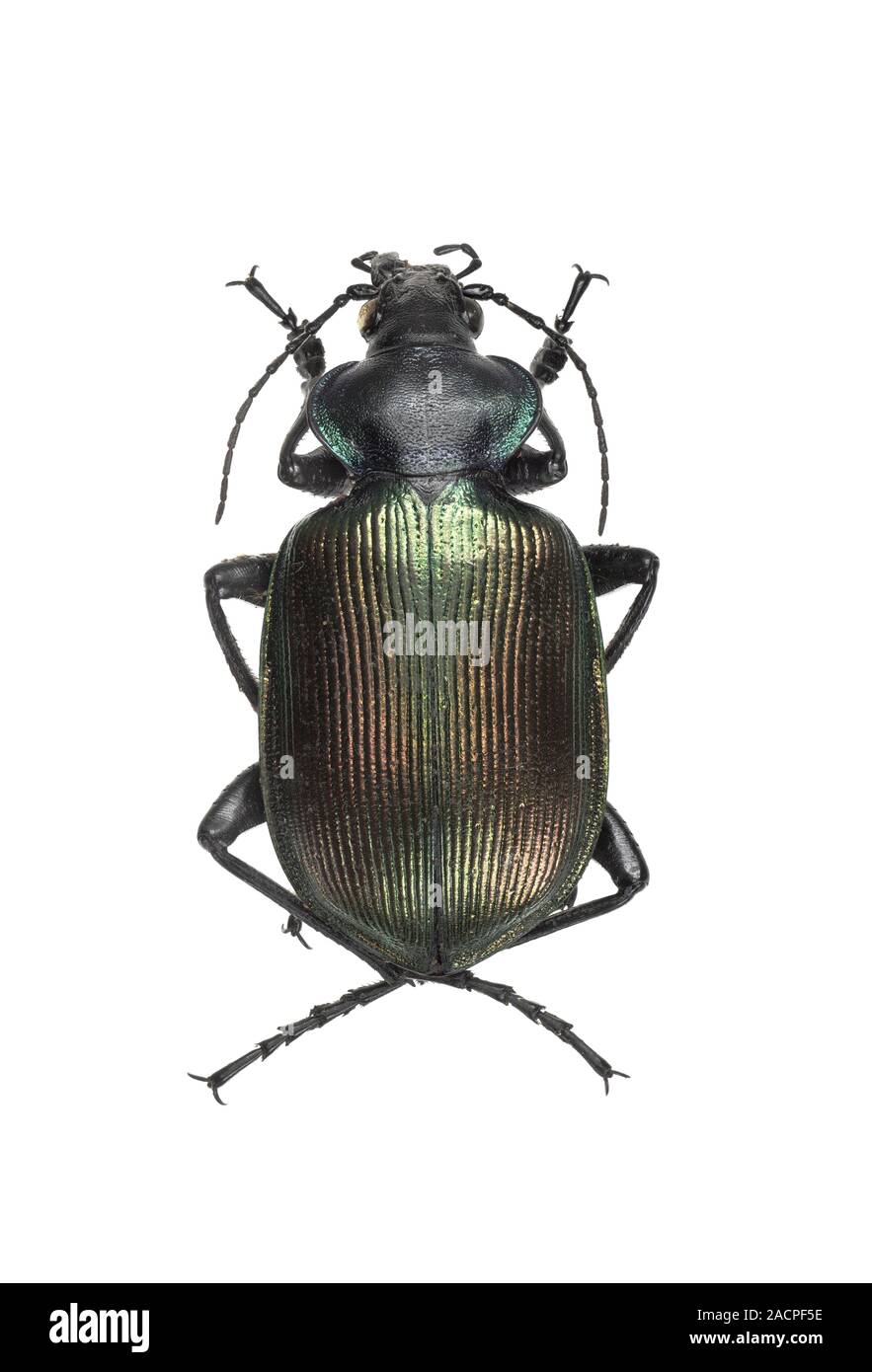 Ground beetle. View of the upper side of a female Calosoma sycophanta ...