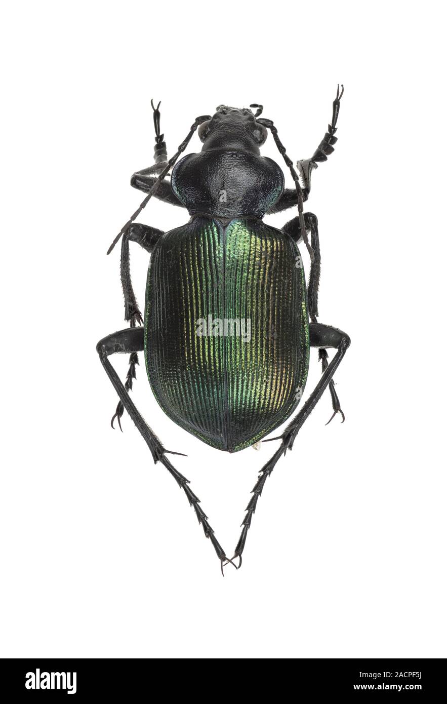 Ground beetle. View of the upper side of a male Calosoma sycophanta ...