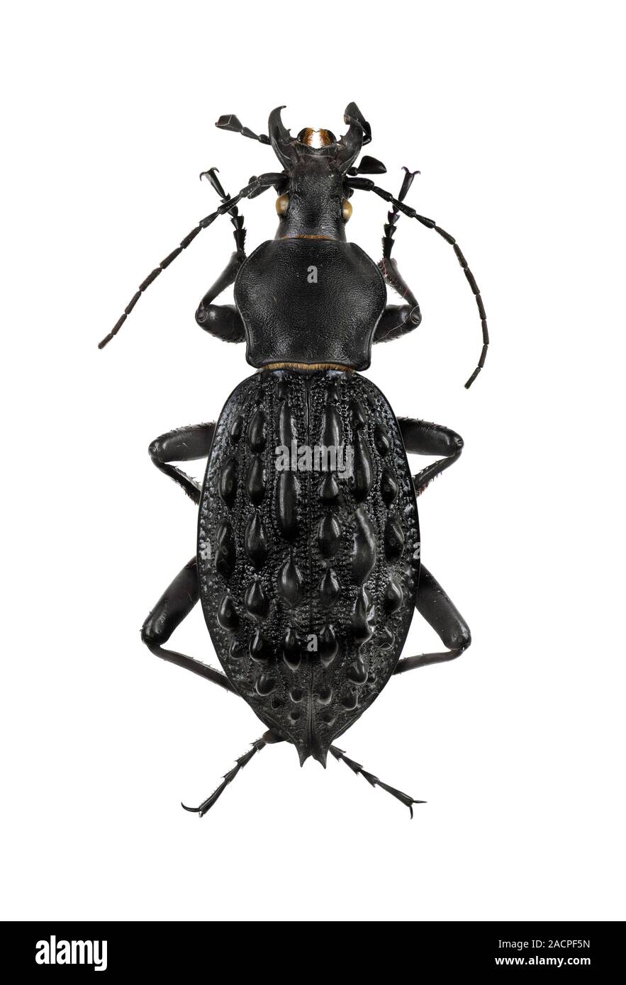 Ground beetle. View of the upper side of a Carabus pustulifer ground ...