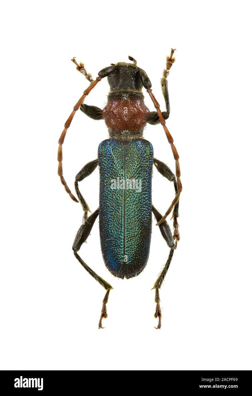 Longhorn beetle. View of the upper side of a Certallum ebulinum ...