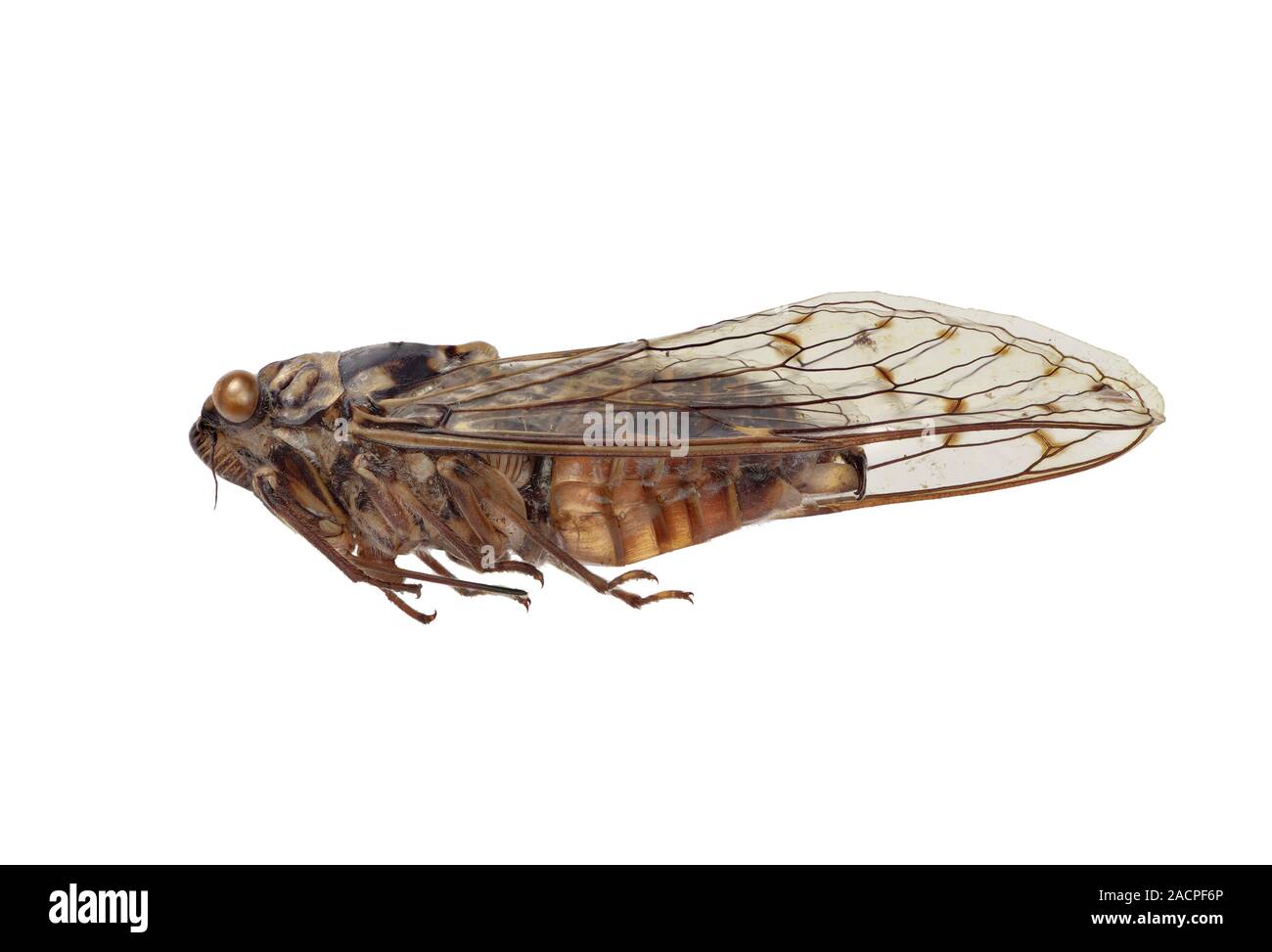 Cicada. Side view of a cicada (family Cicadidae). Specimen obtained ...