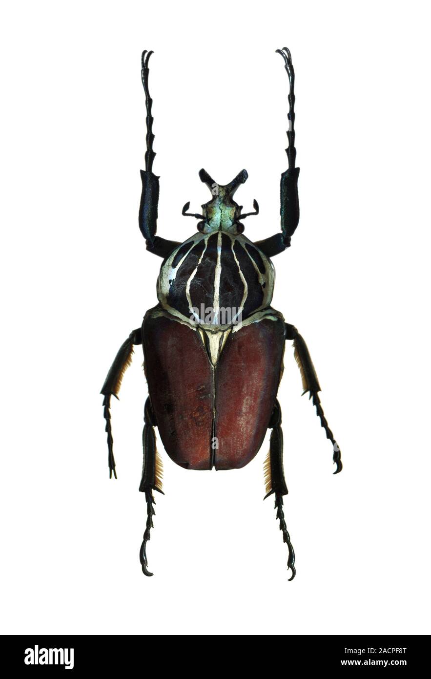 Goliath beetle. View of the upper side of a goliath beetle (Goliathus ...