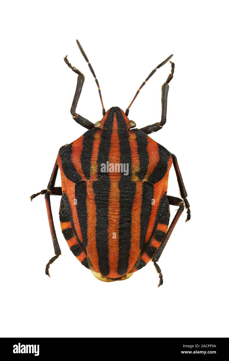 Minstrel bug (Graphosoma lineatum). These bugs are a species of shield ...