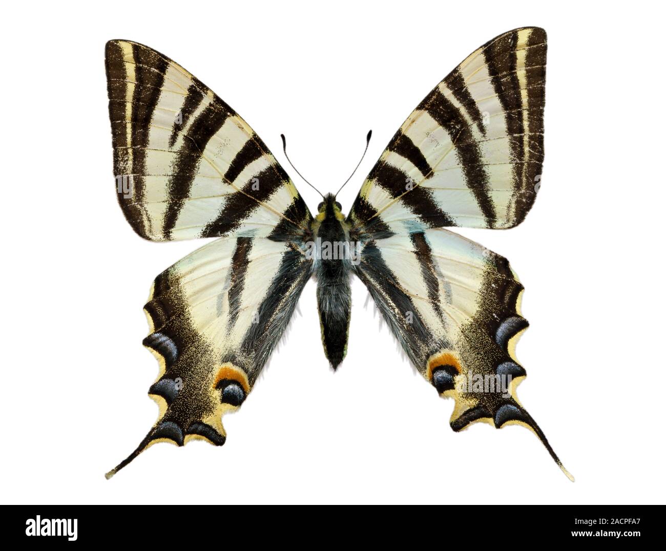 Scarce swallowtail (Iphiclides podalirius) butterfly. This butterfly is ...