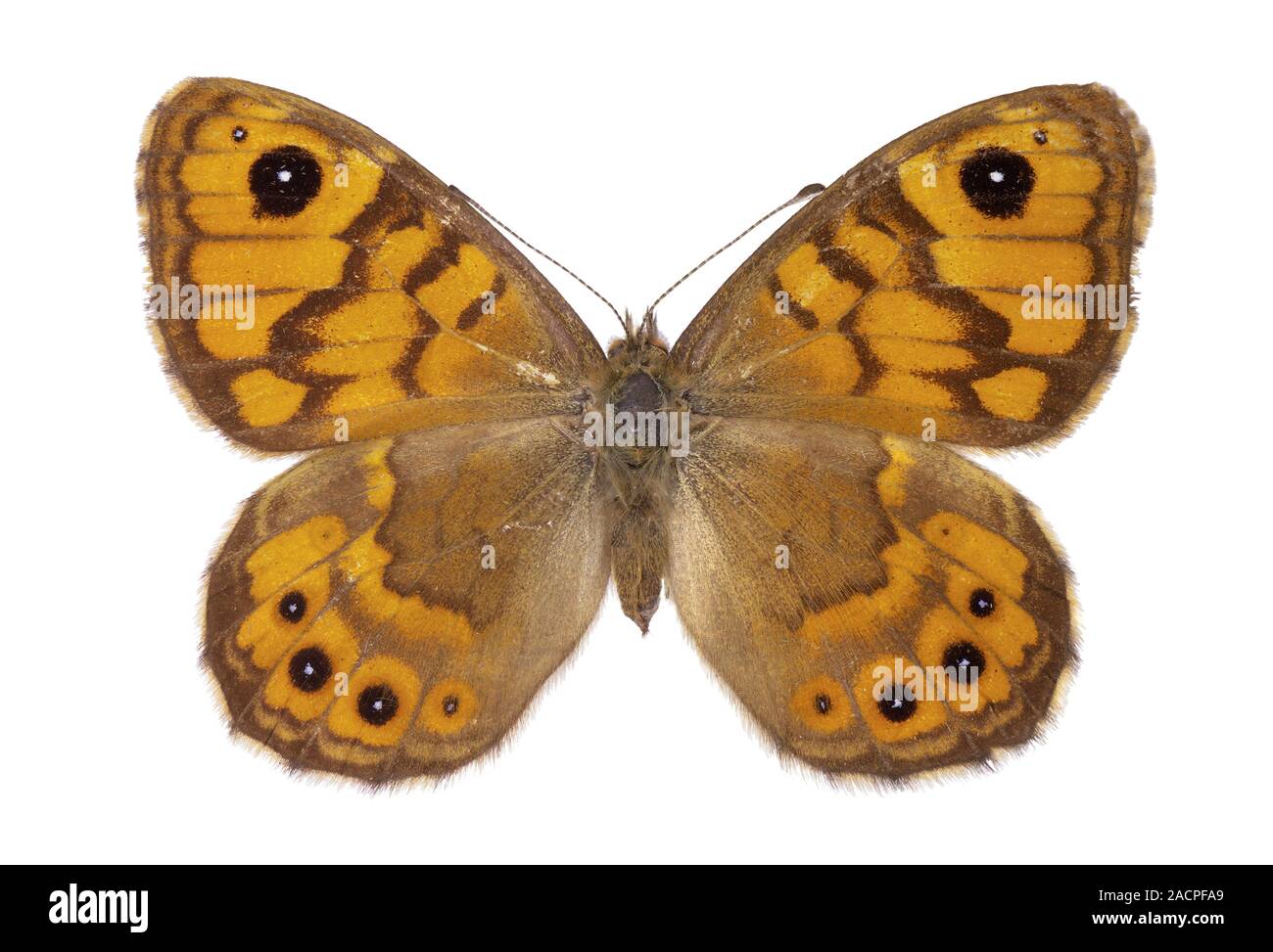 Wall brown (Lasiommata megera) butterfly. This butterfly is widespread ...