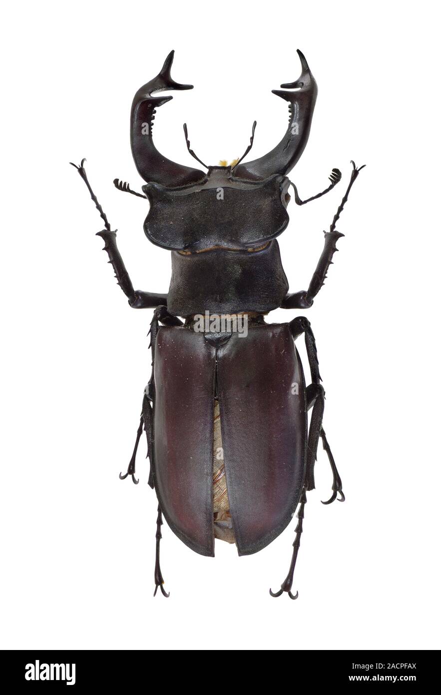 Stag beetle. View of the upper side of a male Lucanus cervus stag ...