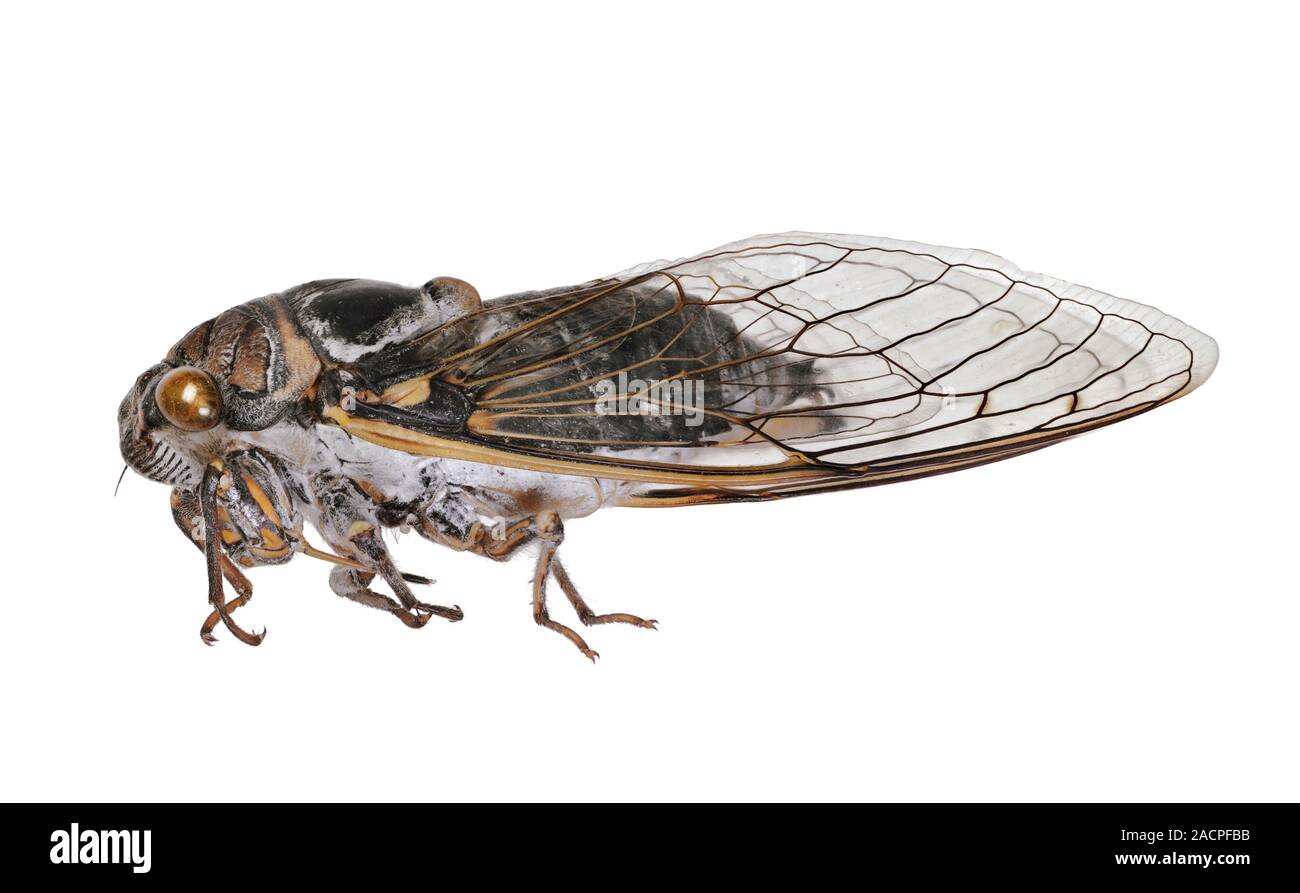 Cicada. Side view of a cicada (Lyristes plebejus). Specimen obtained ...