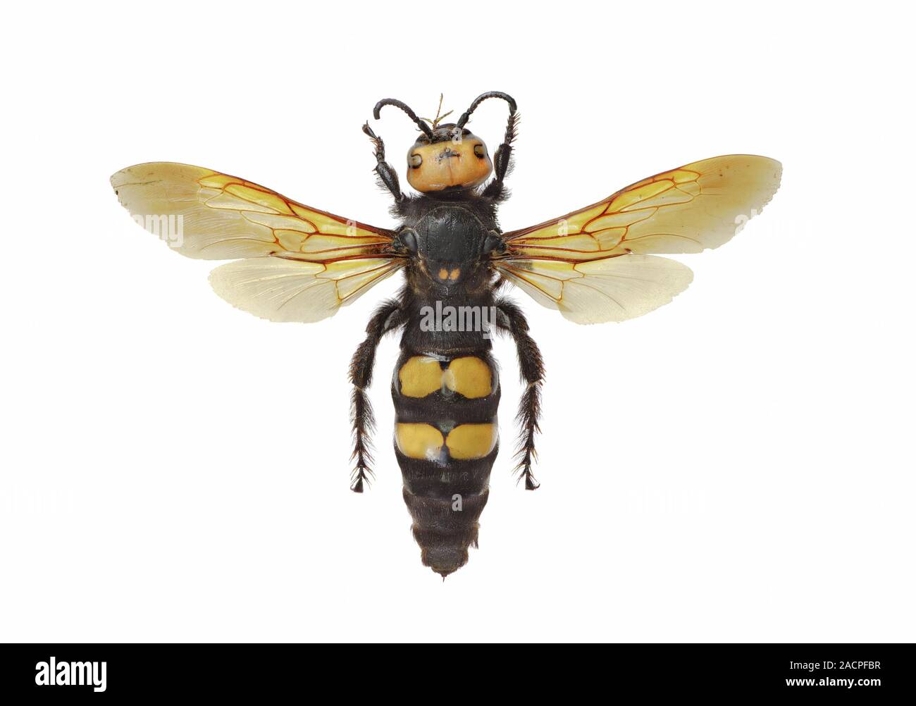 Mammoth wasp. View of the upperside of a female mammoth wasp ...