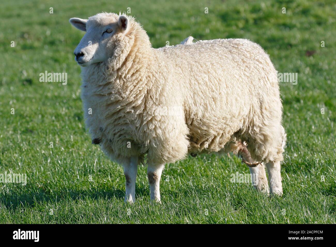 Domestic sheep ovis gmelini aries on the pasture hi-res stock ...