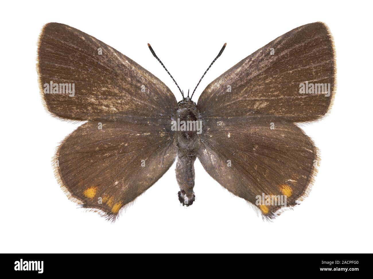 Gossamer-winged butterfly. View of the upperside of a Nordmannia ...