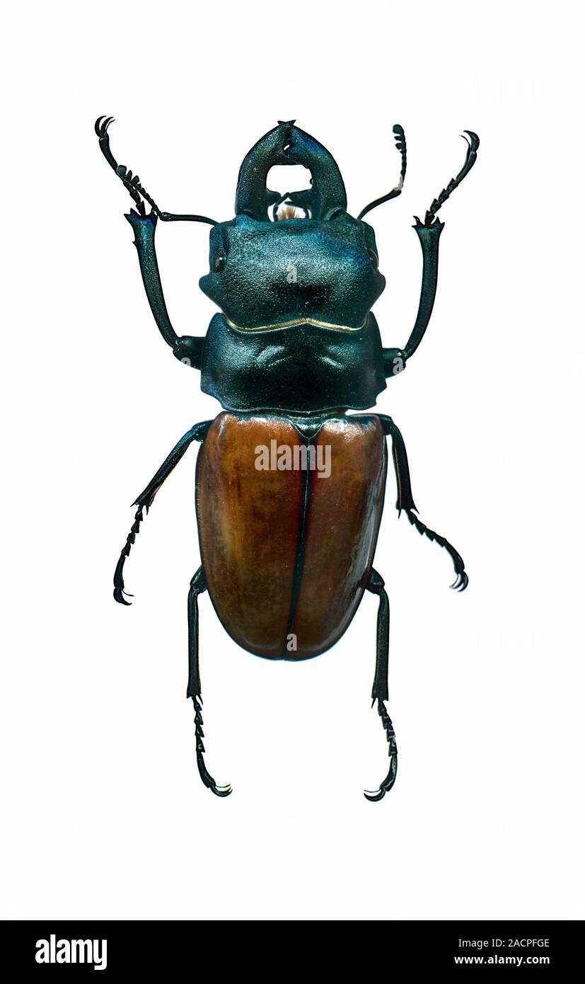 Stag beetle. View of the upper side of a male stag beetle (Odontolabis ...