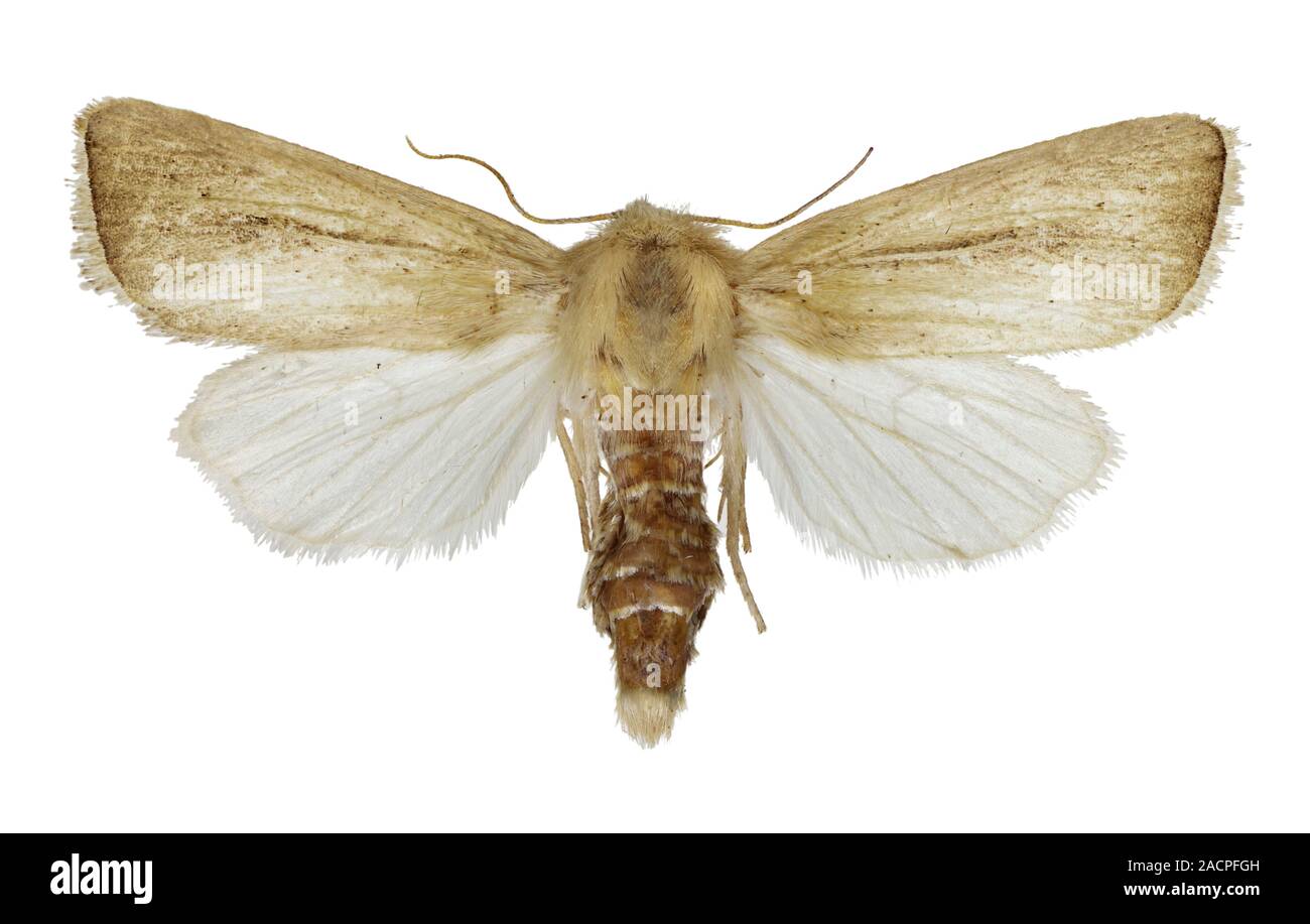 Brighton wainscot (Oria musculosa) moth. This moth is found in mainland ...