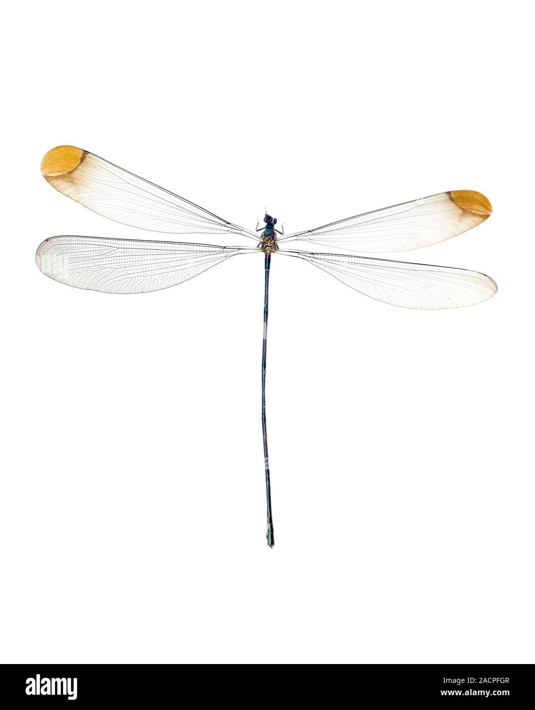 Damselfly. View of the upper side of a damselfly (suborder Zygoptera ...