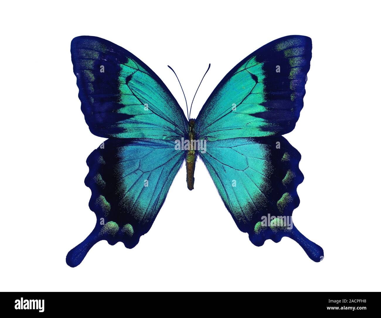 Sea green swallowtail (Papilio lorquinianus) butterfly. This butterfly ...