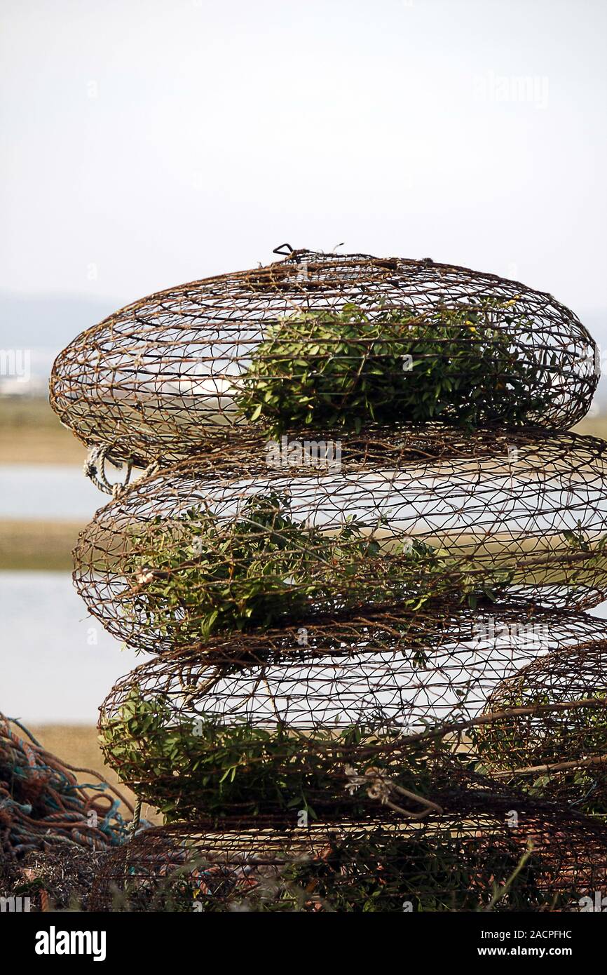 Bait crab hi-res stock photography and images - Alamy