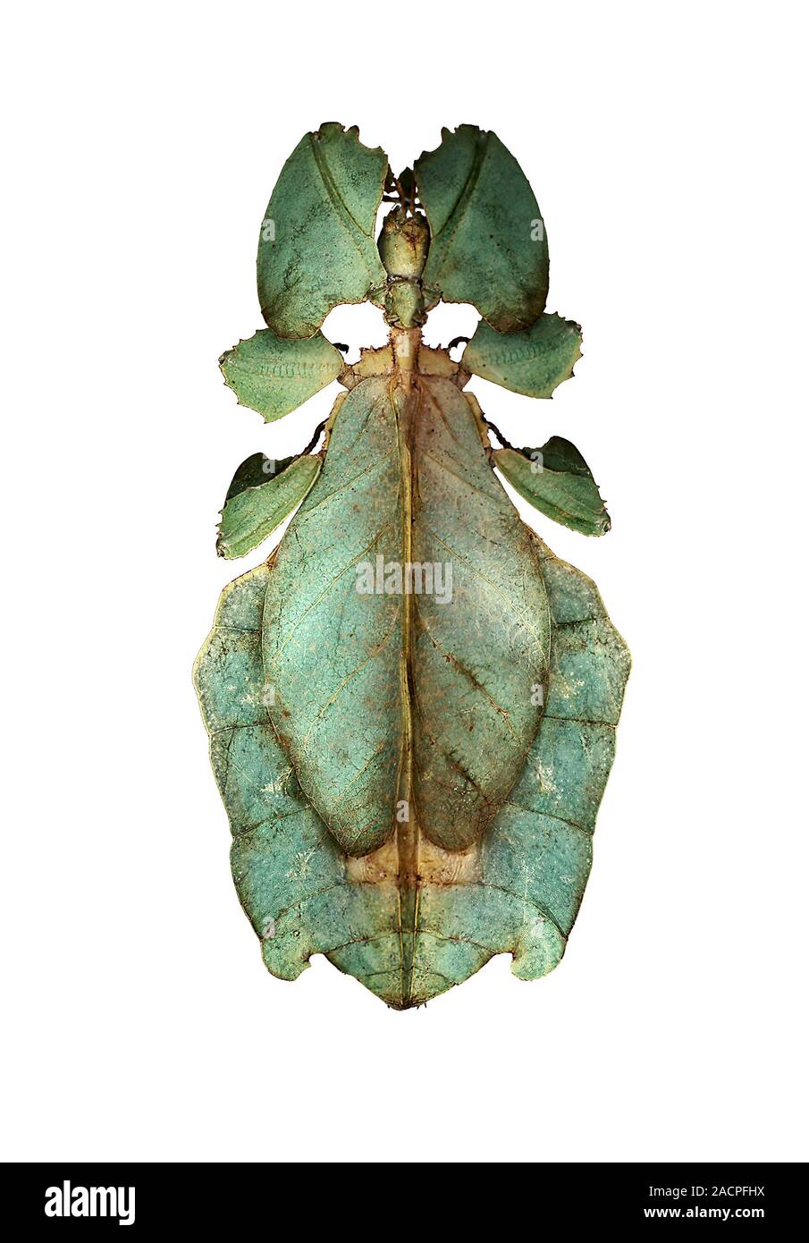 Leaf insect. View of the underside of a Gray's leaf insect (Phyllium ...