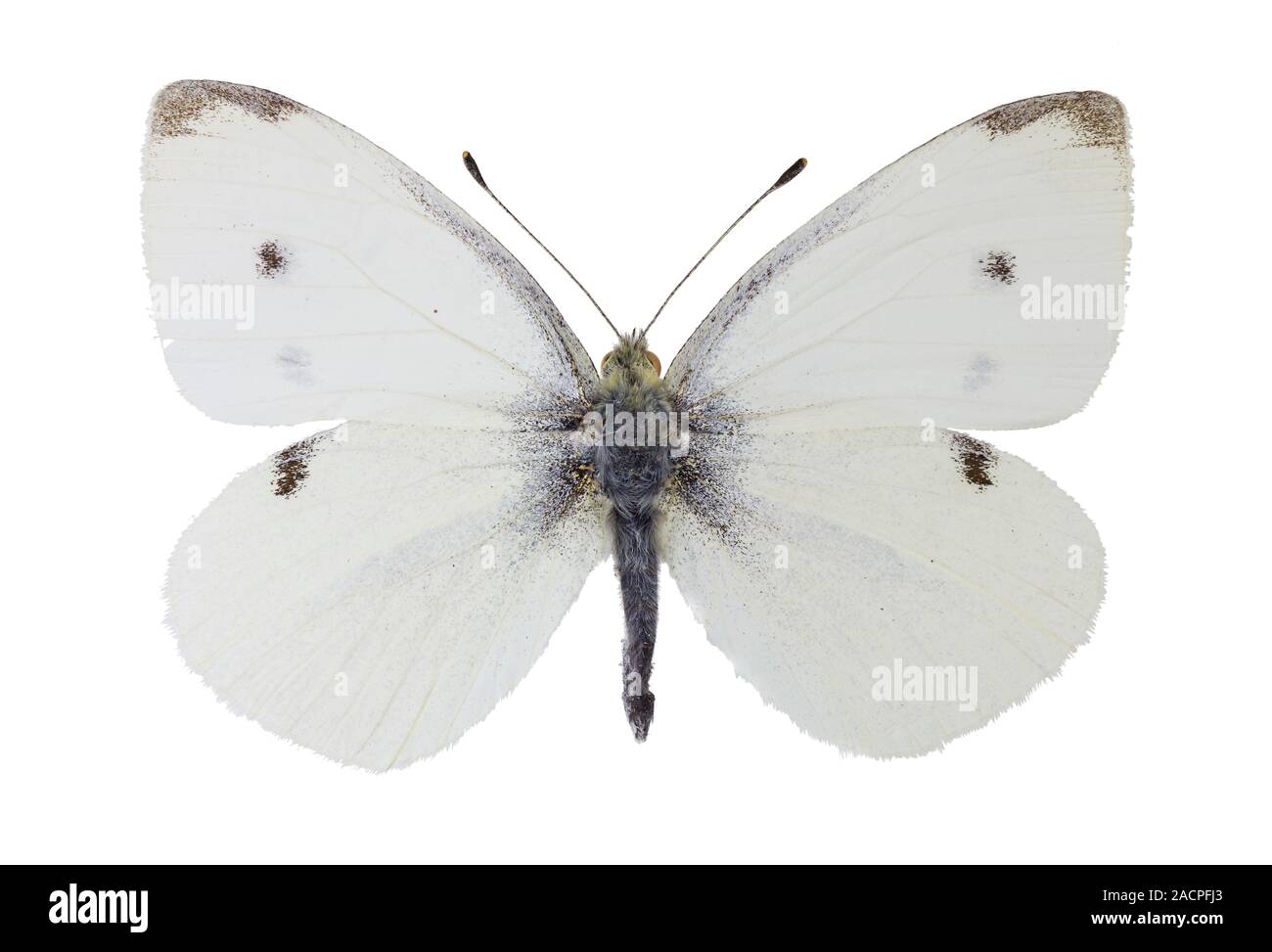 Small white butterfly. View of the upperside of a male small white ...