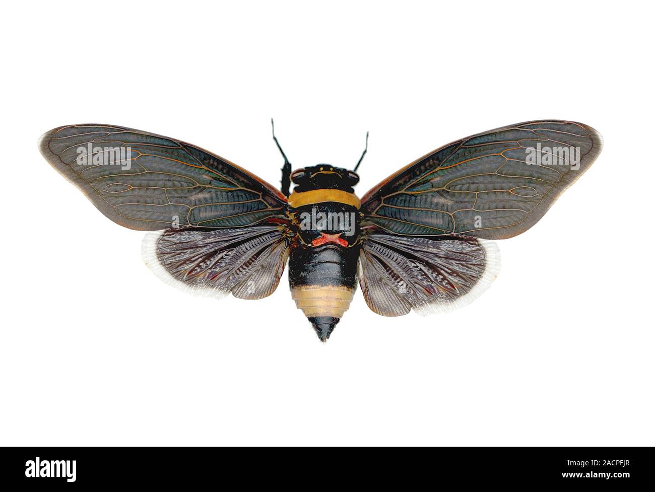 Cicada. View of the upperside of a cicada (Pomponia sp.). Specimen ...