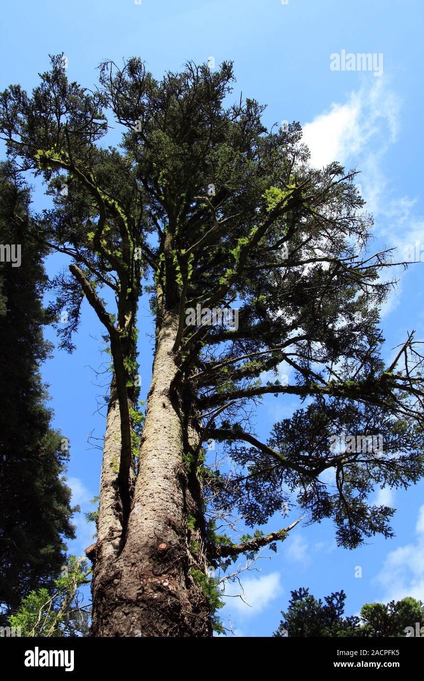 Tall coniferous tree hi-res stock photography and images - Alamy