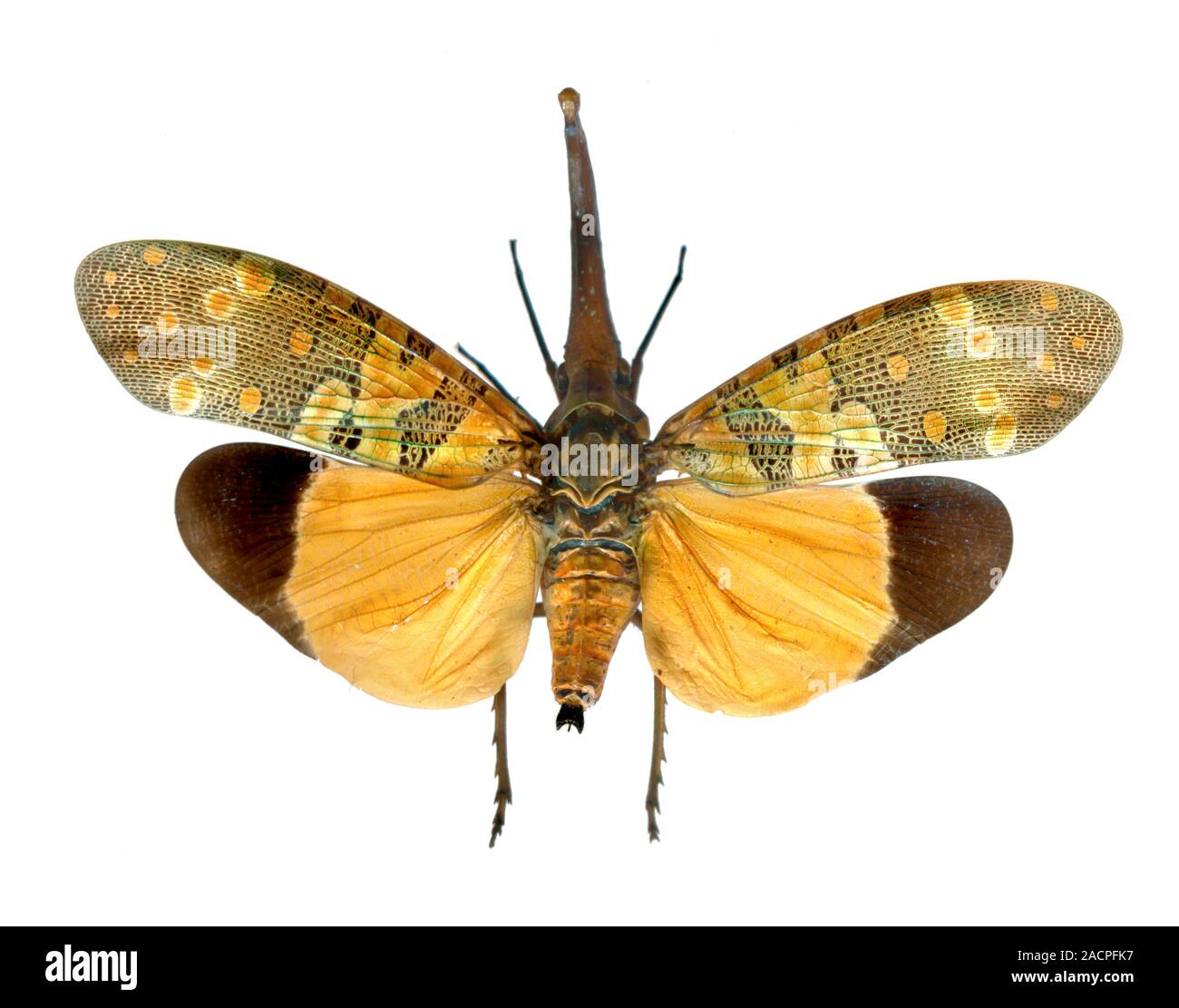 Planthopper (Pyrops candelaria). Planthoppers (superfamily Fulgoroidea ...