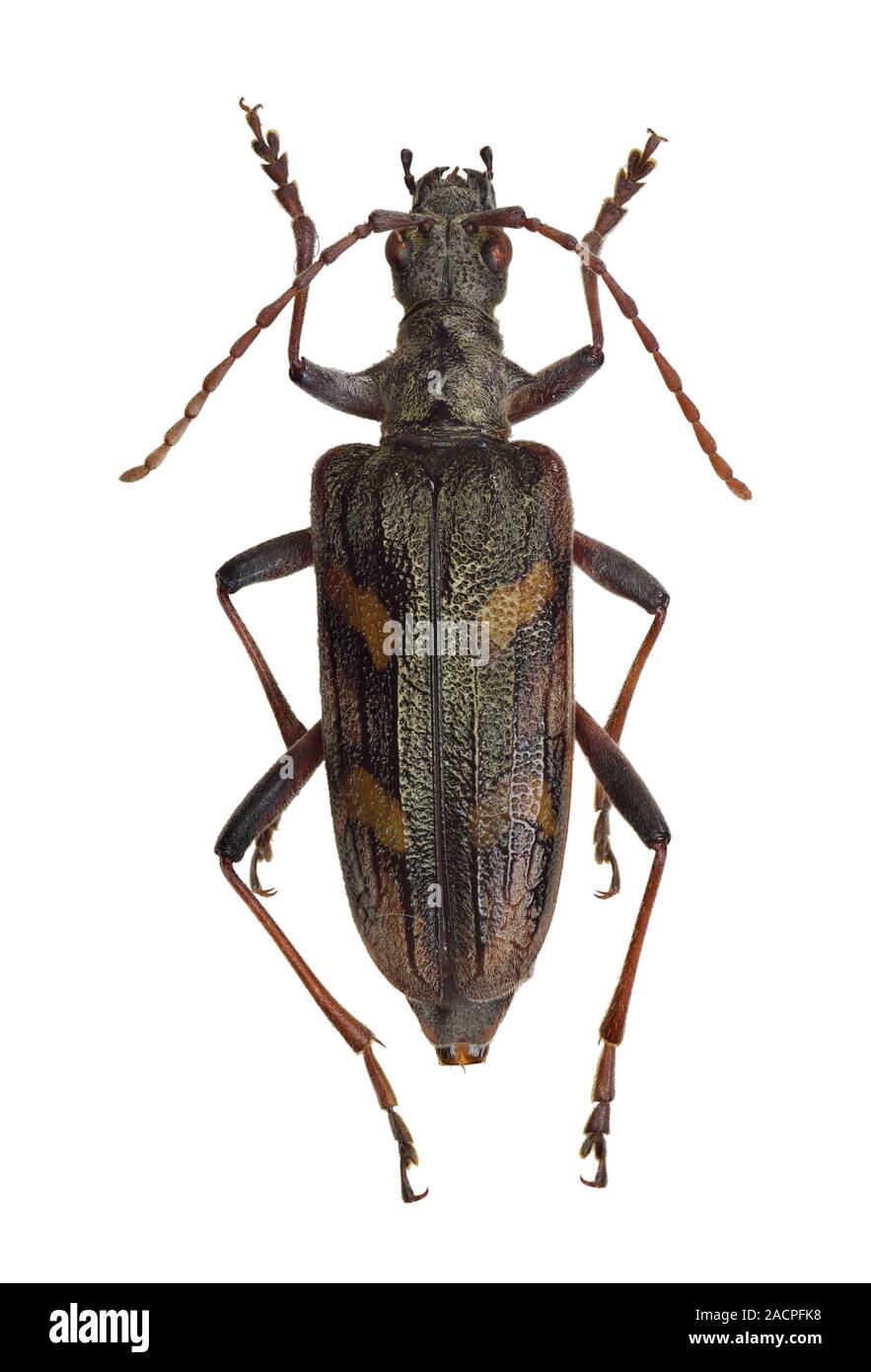 Two-banded longhorn beetle (Rhagium bifasciatum). This is one of the ...