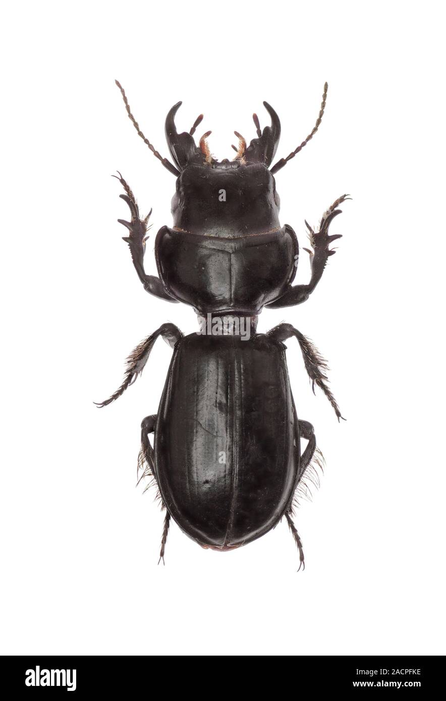 Ground beetle. View of the upper side of a ground beetle (Scarites ...