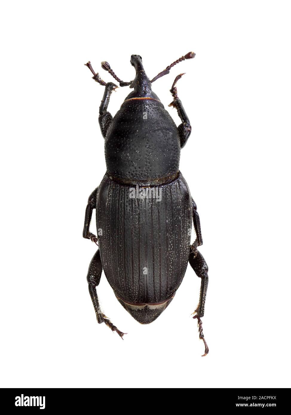 Weevil. View of the upper side of a weevil (Sphenophorus sp.). Specimen ...