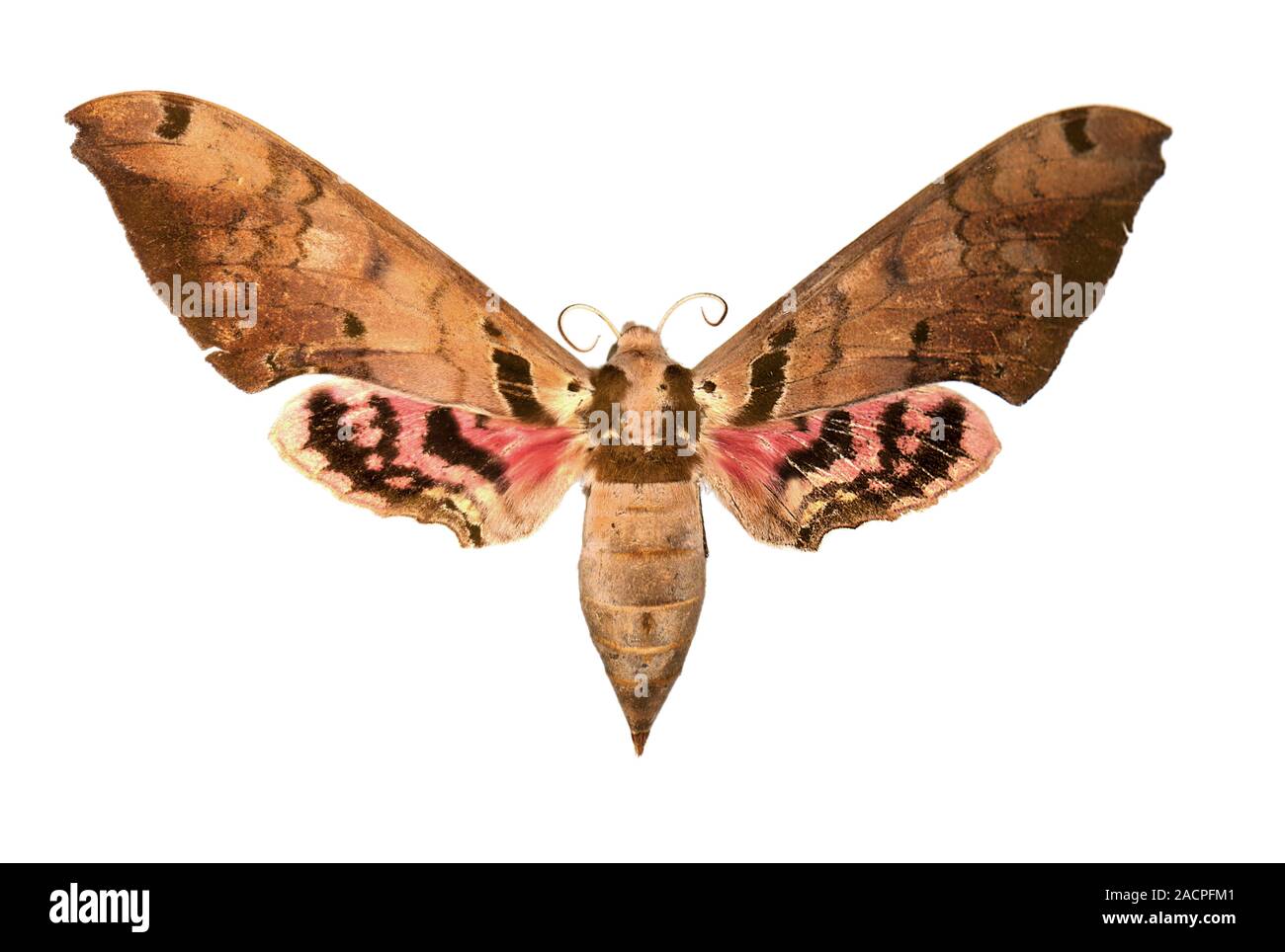 Hawk moth. View of the upperside of a hawk moth (family Sphingidae ...