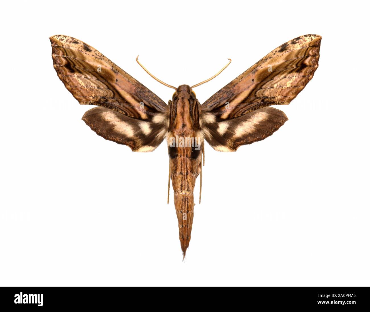 Hawk moth. View of the upperside of a hawk moth (family Sphingidae ...
