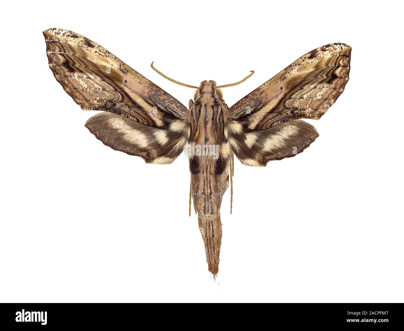 Hawk moth. View of the upperside of a hawk moth (family Sphingidae ...