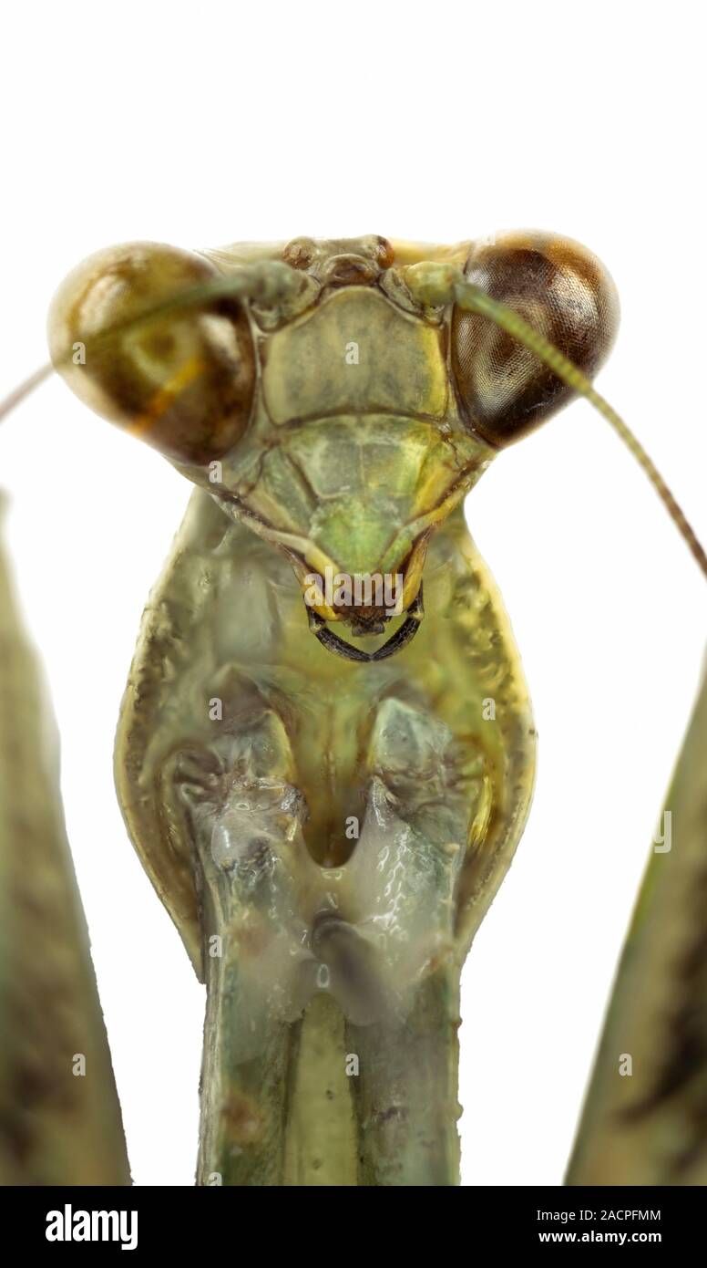 African mantis. Close-up of the head of a giant African mantis ...