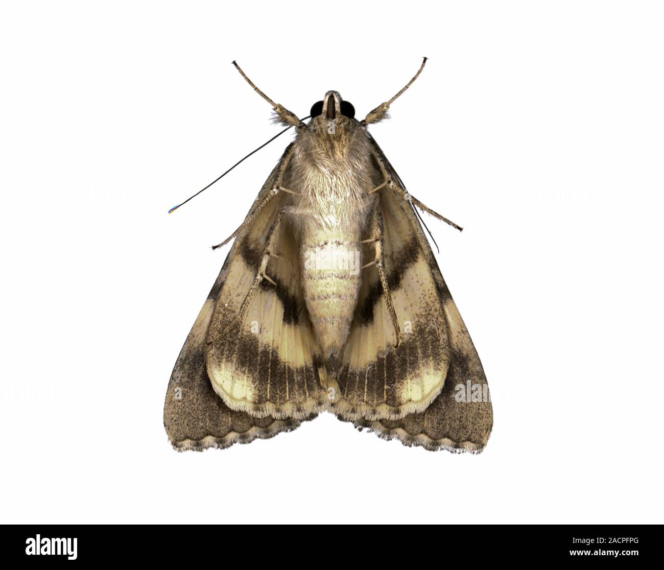 Moth underside. View of the underside of a typical moth. Specimen ...