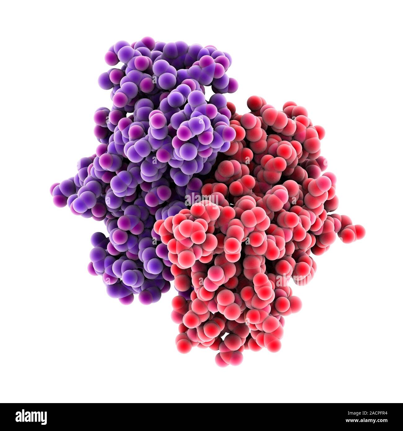 Transthyretin blood protein. Molecular model of the thyroid hormone ...