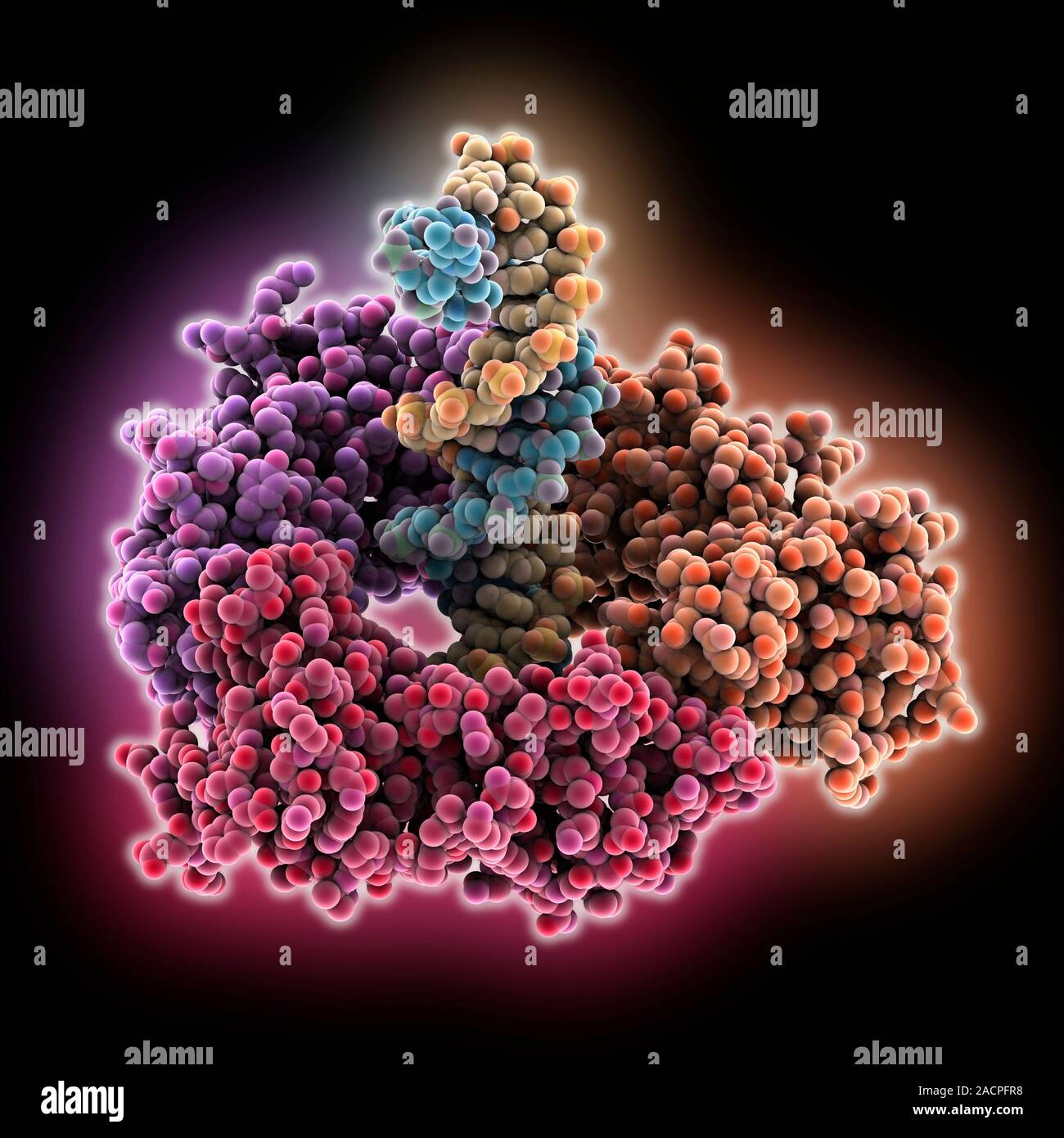 DNA clamp complexed with DNA molecule. Molecular model showing a ...
