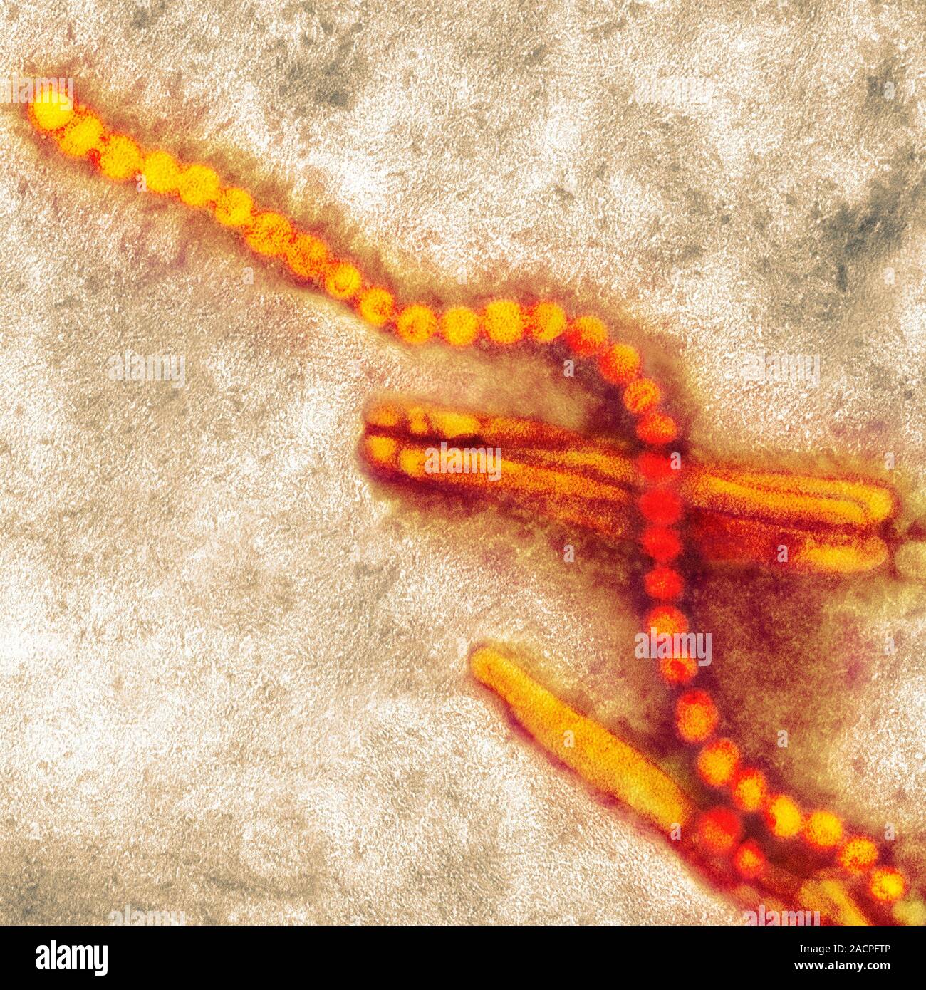 Avian influenza virus, type A strain H7N9, coloured transmission ...