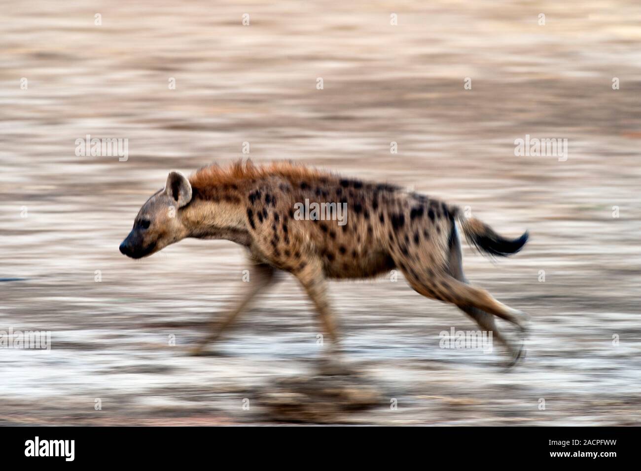 Spotted hyena running. The spotted hyena (Crocuta crocuta) is the ...