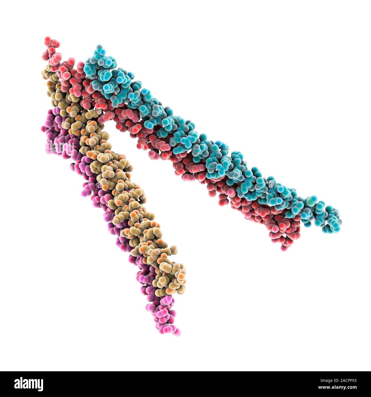 Helicase transcriptional silencer protein. Molecular model of the ...